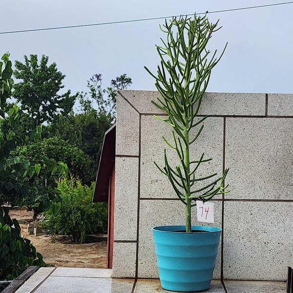 Pencil Cactus - Etsy