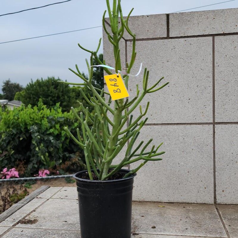 Pencil Cactus Live Plant - Etsy