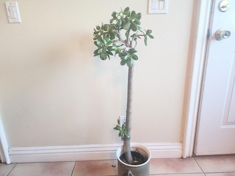 Large 45" Jade Crassula Ovata Tree Succulent Plant - Etsy