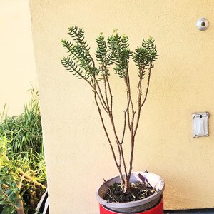 Jade Crassula Tetragona, Mini Pine Tree, Succulent Plant - Etsy