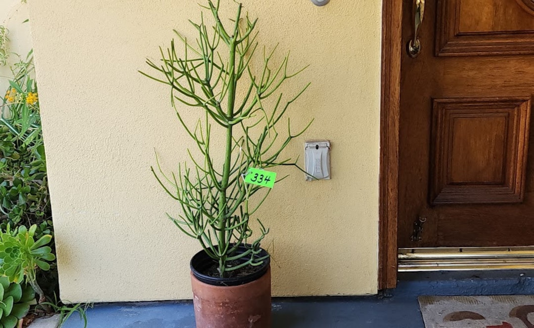 Pencil Cactus Tree Pretzel Cactus Live Tree 40 Extra Large Euphorbia ...