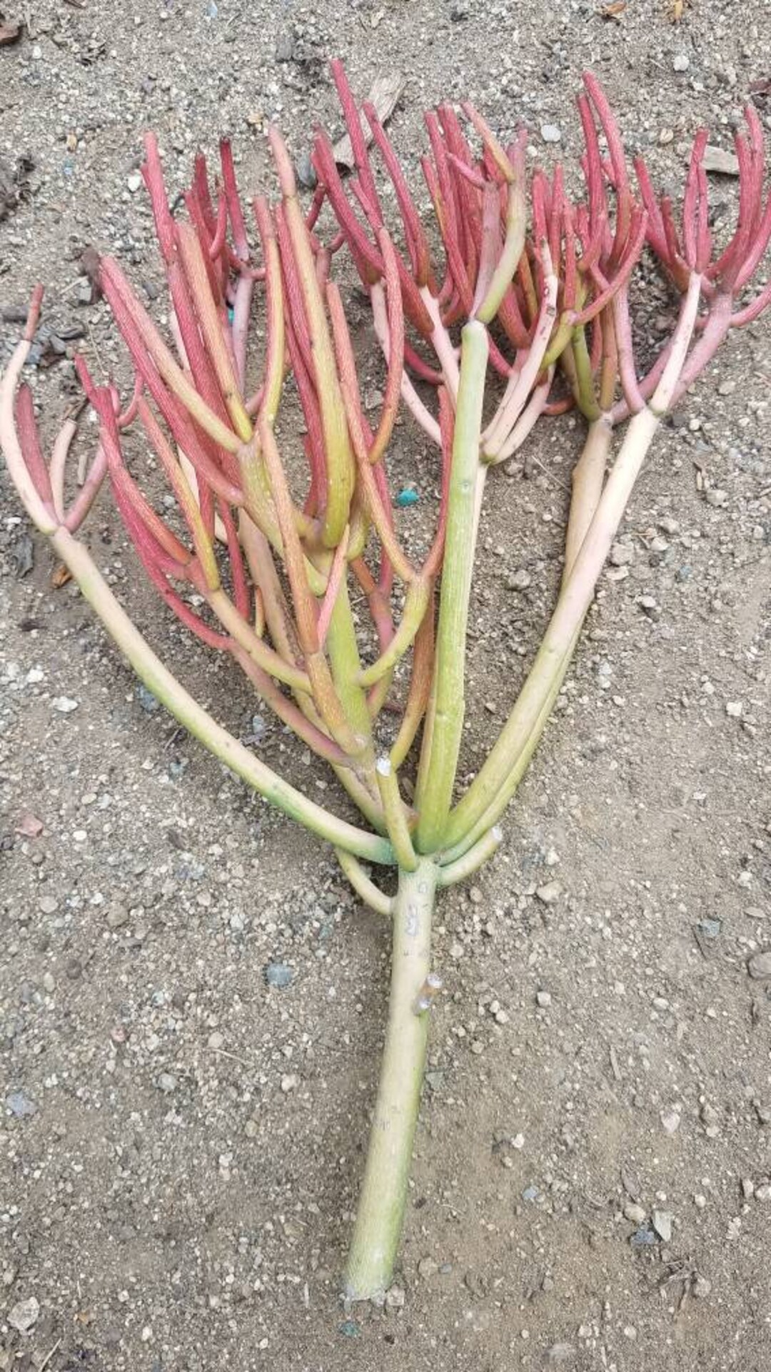 FIRESTICK Bushy Rooted Sticks on Fire, Euphorbia Tirucalli, Pencil ...