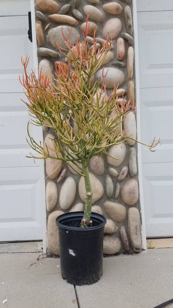 Firestick Tree Cactus /pencil Cactus/ Stick on Fire/ - Etsy