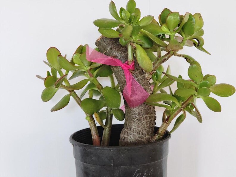 Rare Jade Crassula Ovata Stump: 25-year-old Live Succulent, Friendship ...
