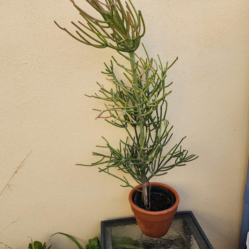 Pencil Cactus - Etsy