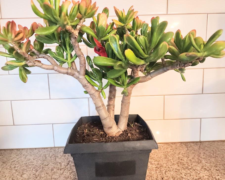 Gollum Jade "shrek Ears" Succulent Plant | Soil Pot| Bare Root - Etsy