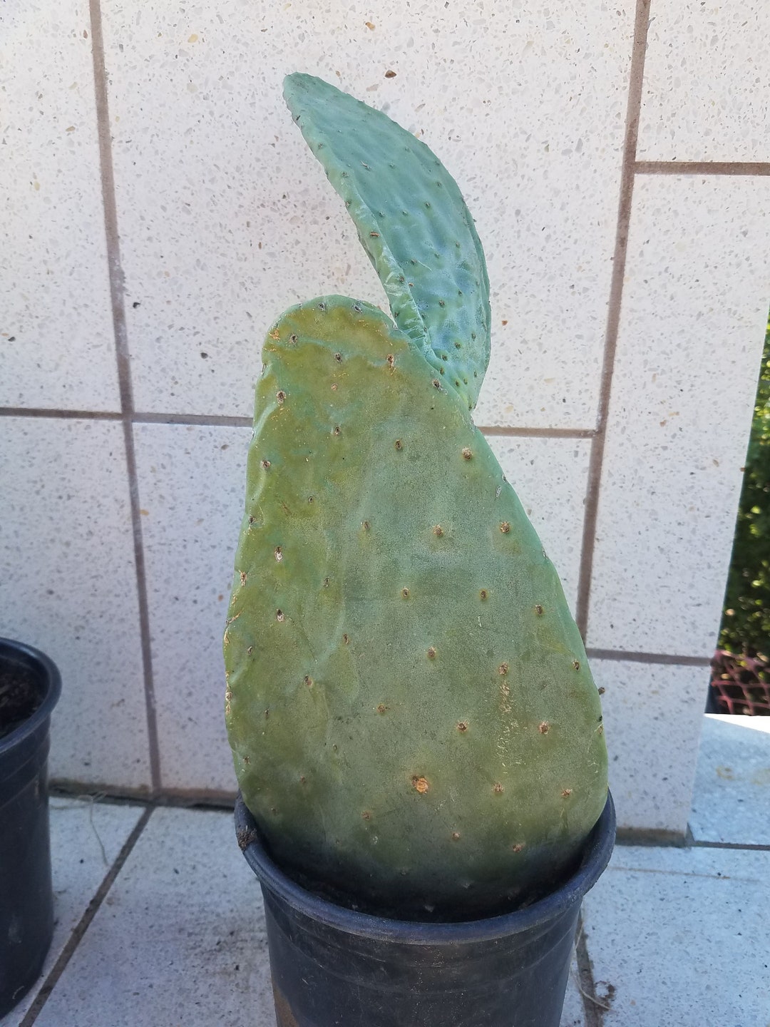 Opuntia/ Spineless Cactus/ Prickly Pear /nopals Bare Root - Etsy