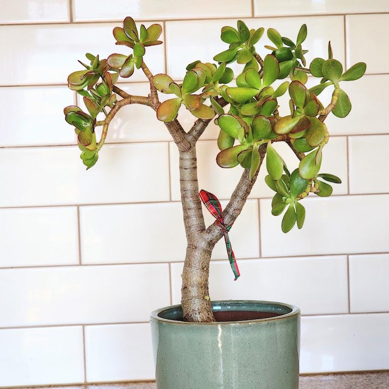 Live Jade Plant: Crassula Ovata Succulent - Easy Care Bonsai - Etsy