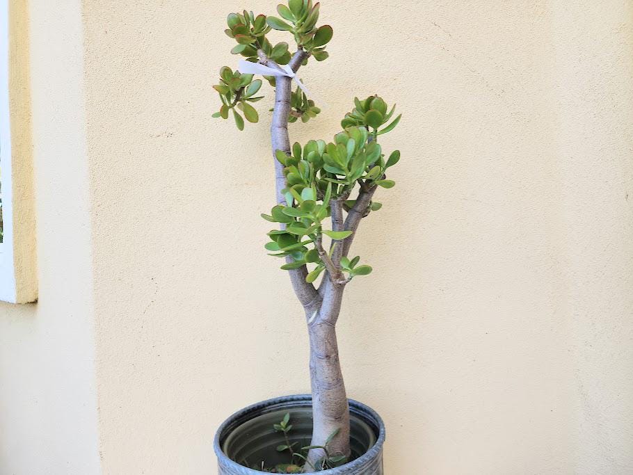 Large Jade Crassula Ovata Live Jade Houseplant - Etsy