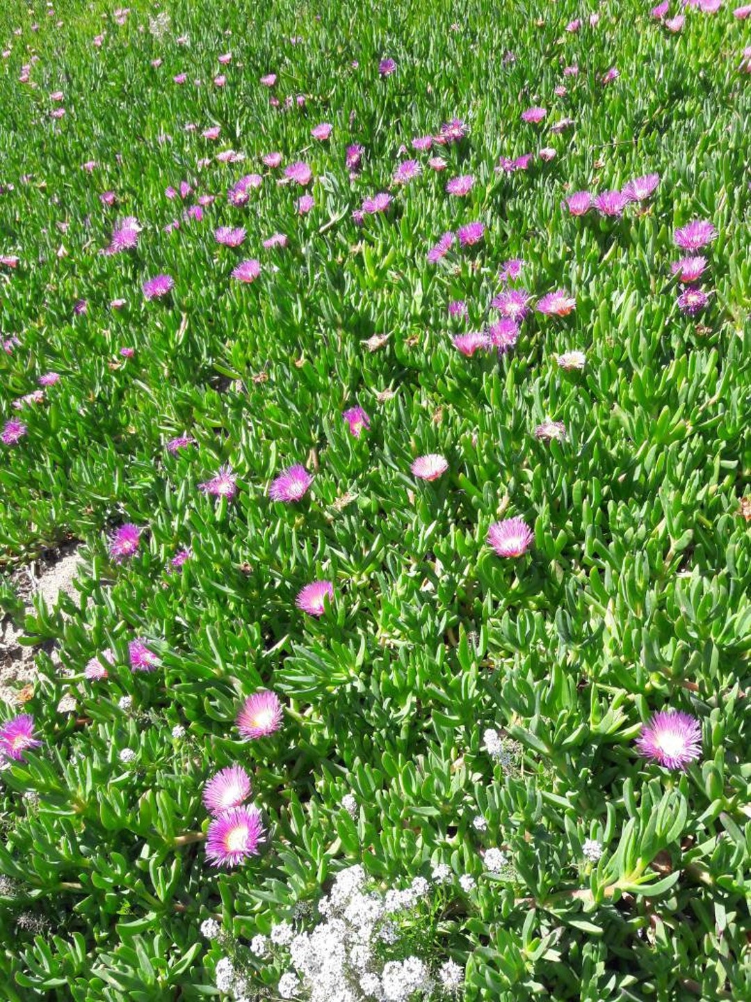 Ice Plant Succulent Cuttings: Drought Tolerant Ground Cover for Erosion ...