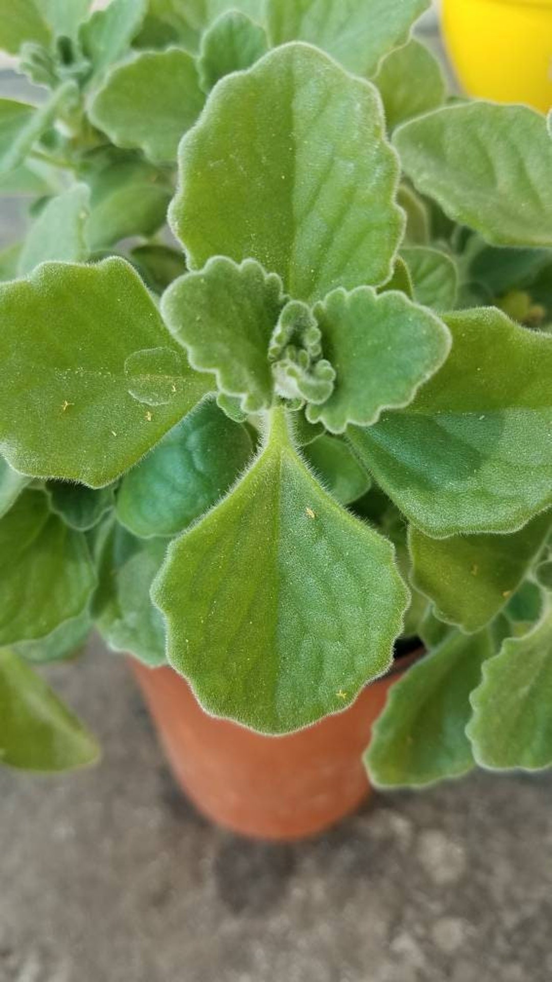 Camphor Vicks Succulent Plant/plectranthus Tomentosa 8 Cuttings 36 - Etsy