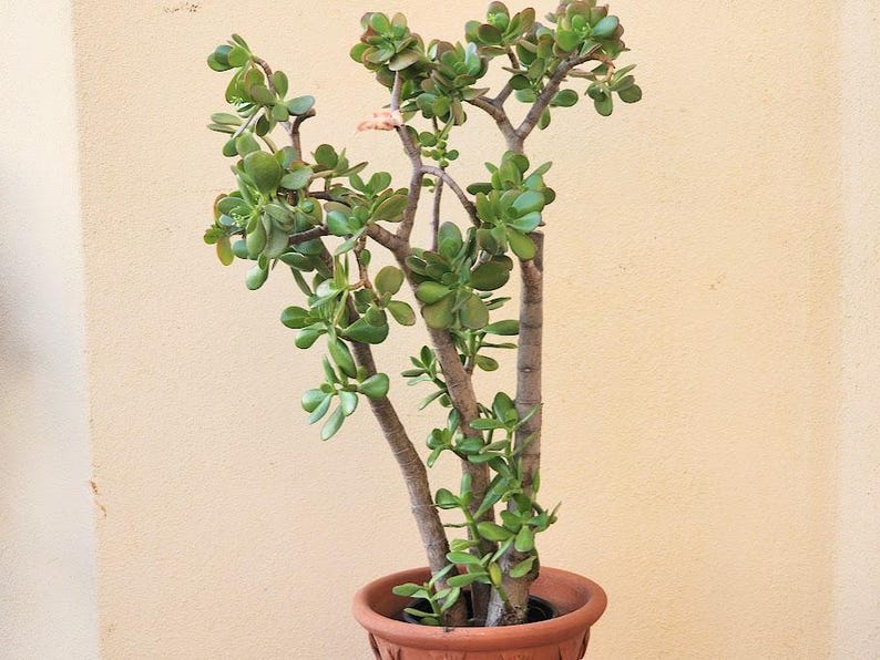 Large Jade Tree Crassula Ovata Succulent Houseplant - Etsy