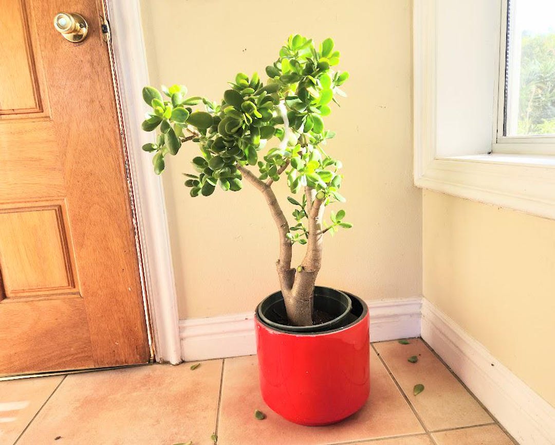 Large Jade Tree Crassula Ovata Succulent Houseplant - Etsy