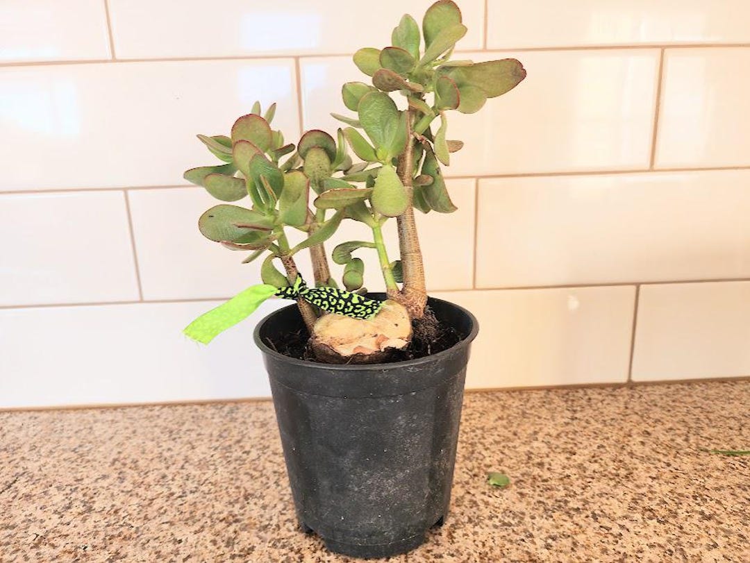Jade Crassula Ovata Stump Succulent Tree| Desk Top Plant Gift - Etsy