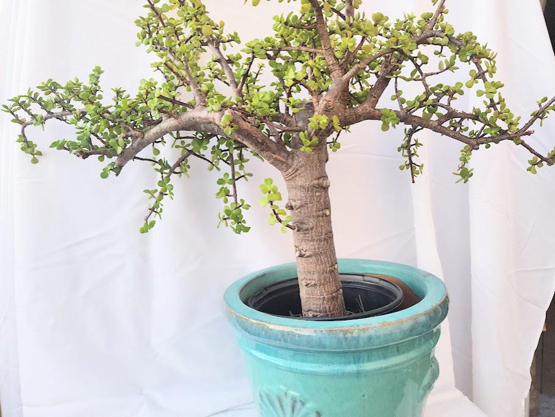 Jade Elephant Bush Tree Portulacaria Afra Mini Jade Live Plant - Etsy