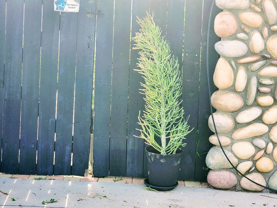 Pencil Cactus Tree Pretzel Cactus Live Tree 50 Extra Large Euphorbia ...