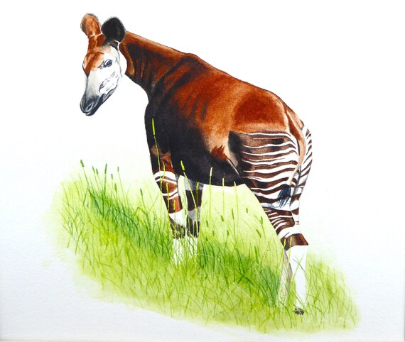 Okapi an Original Watercolour Painting - Etsy