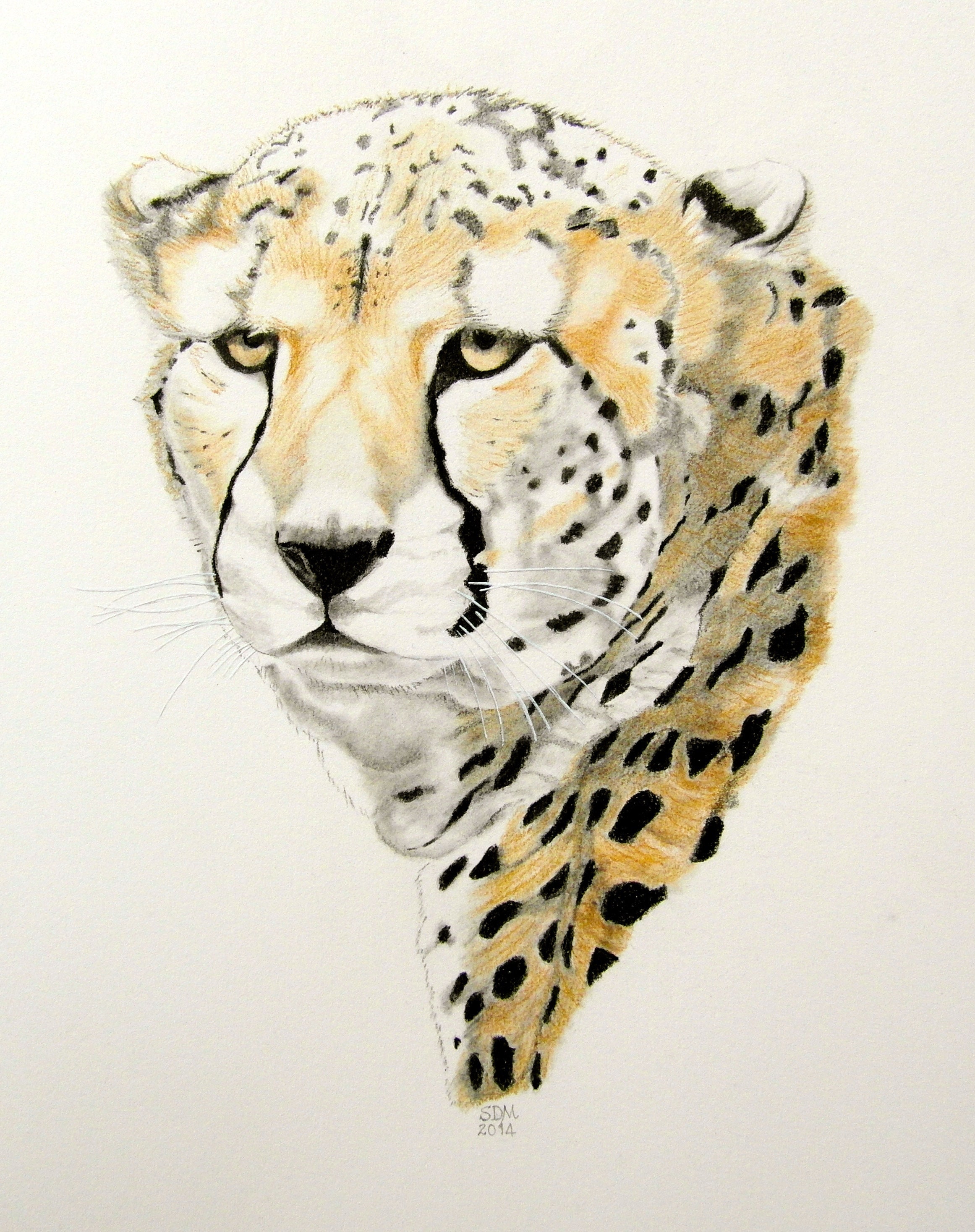 Cheetah Portrait - an Original Tinted Charcoal Drawing - Etsy