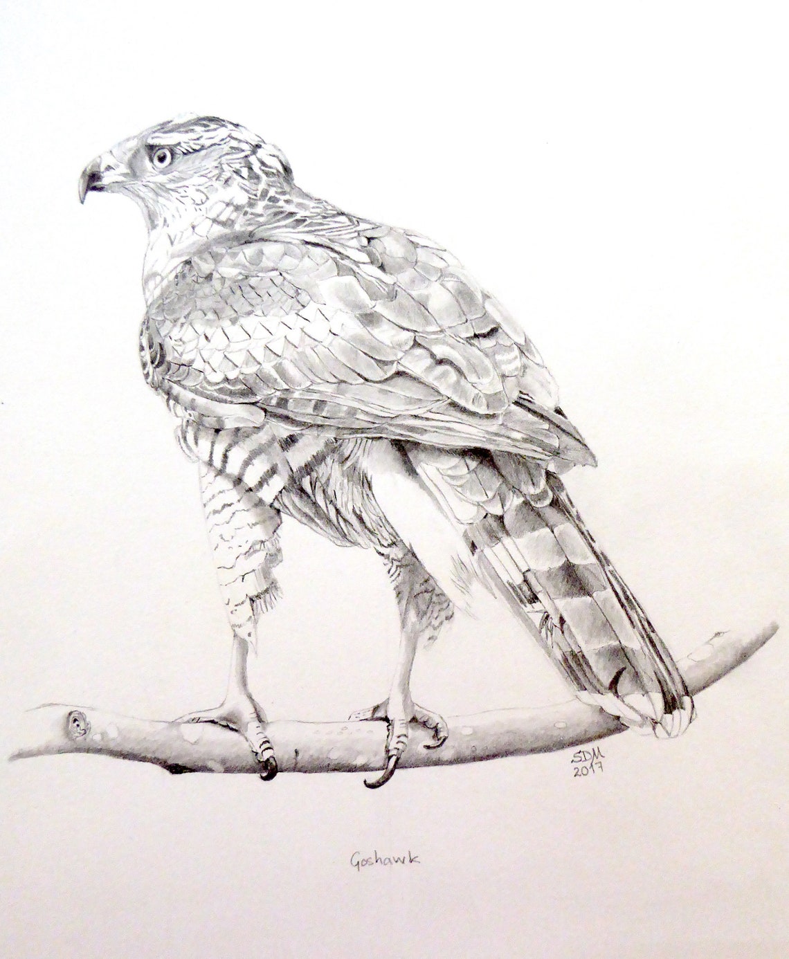 Goshawk, an Original Graphite Pencil Drawing - Etsy