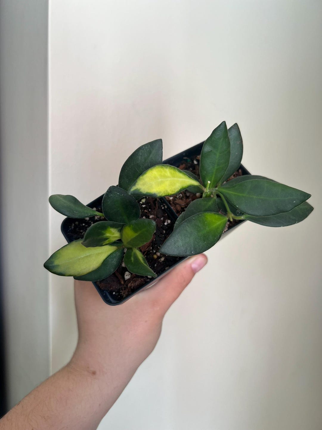 Hoya DS70 Variegated: Growers Choice! - Etsy