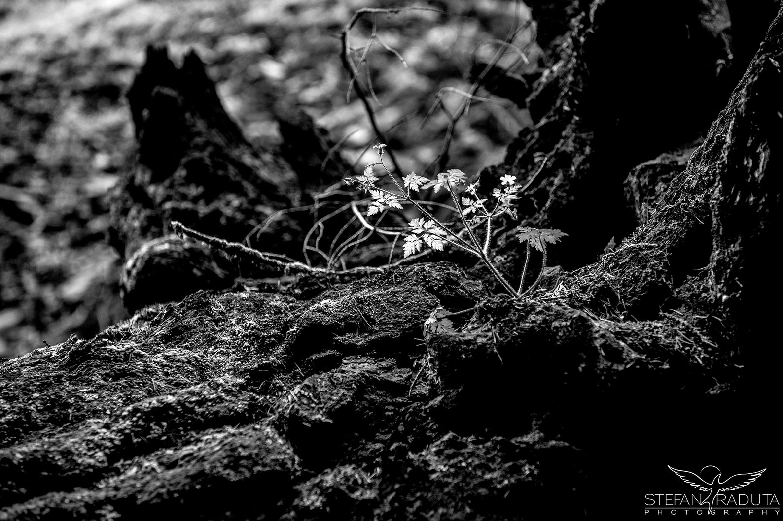 BURNT FOREST - Set of Five Fine Art Prints #4 - Oregon Forest Washinton ...