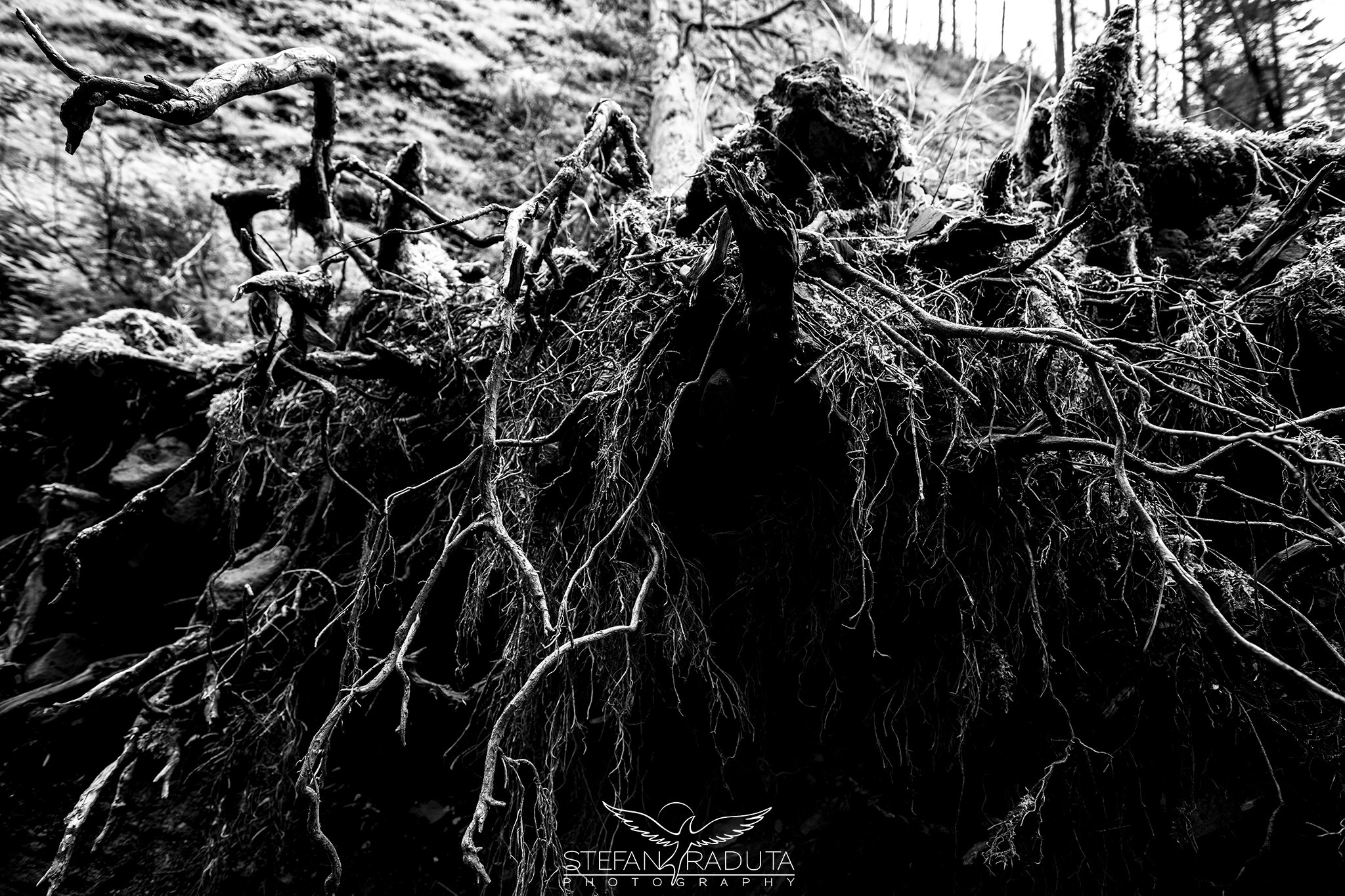 BURNT FOREST - Set of Five Fine Art Prints #1 - Oregon Forest Washinton ...