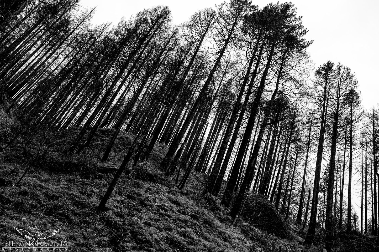 BURNT FOREST - Set of Five Fine Art Prints #4 - Oregon Forest Washinton ...