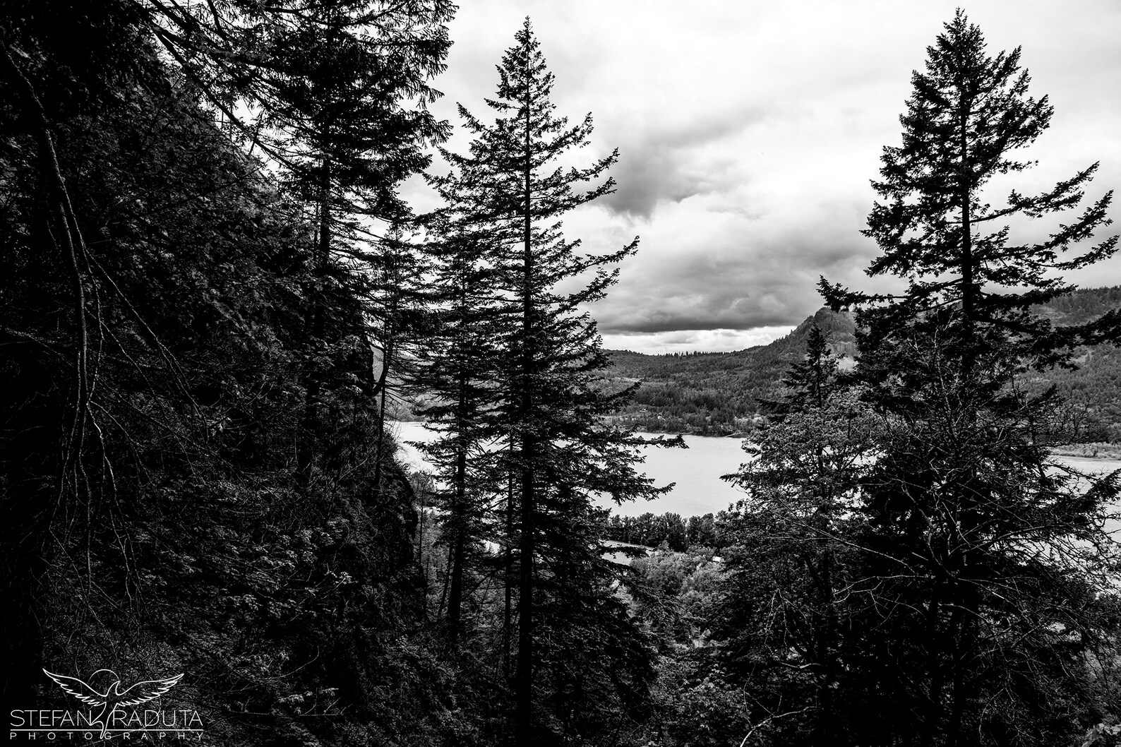 BURNT FOREST - Set of Five Fine Art Prints #4 - Oregon Forest Washinton ...