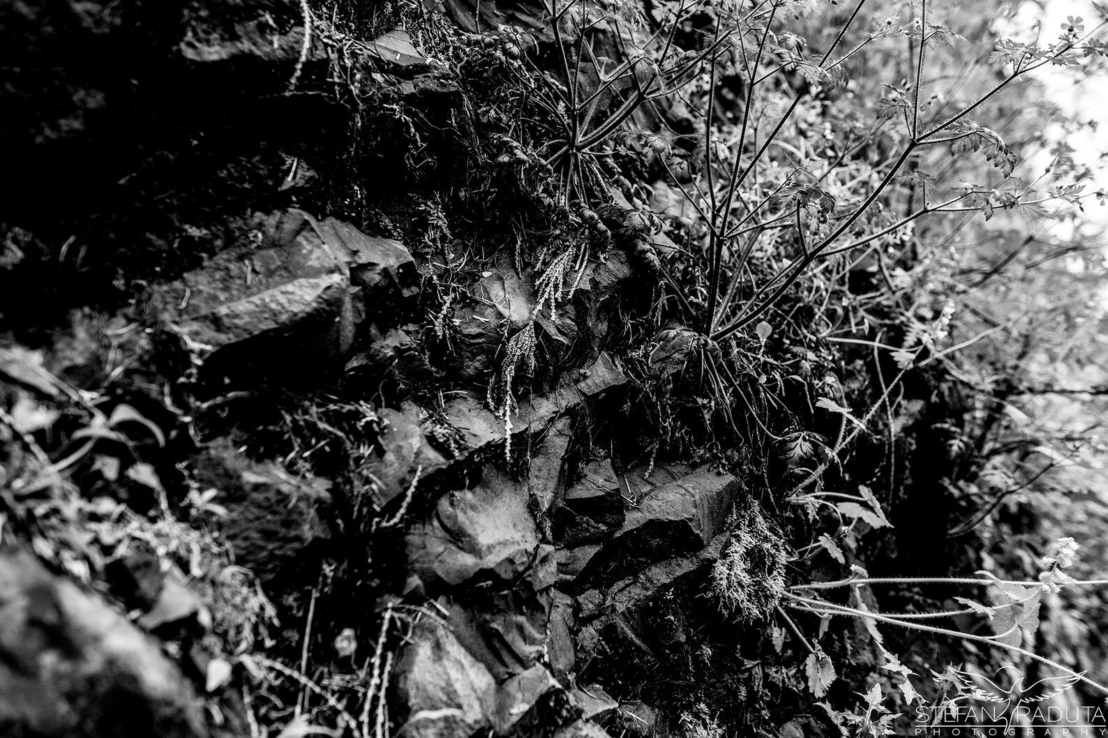 BURNT FOREST - Set of Five Fine Art Prints #4 - Oregon Forest Washinton ...