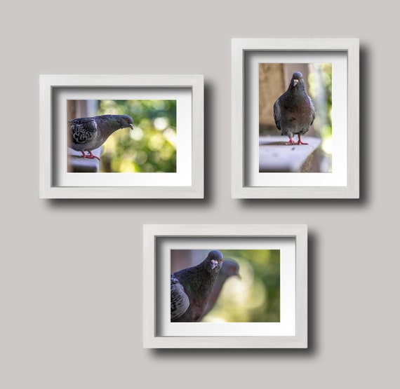 Pigeon Print Set of 3 Pigeon Wall Art Funny Pigeon Photos - Etsy