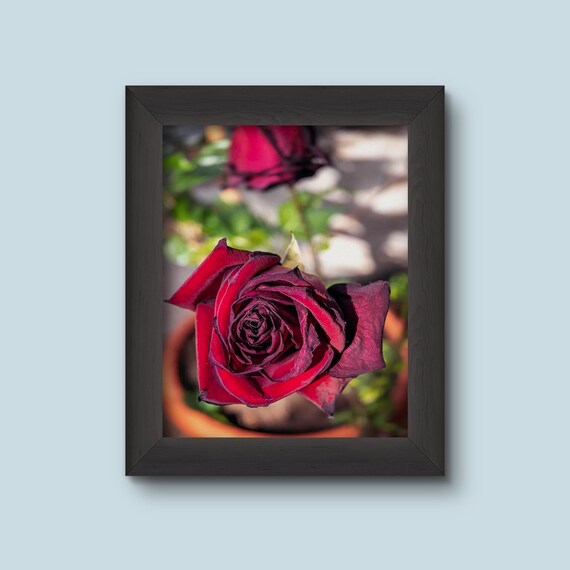 Prints Garden decor Red rose flower print Printable wall art Instant ...