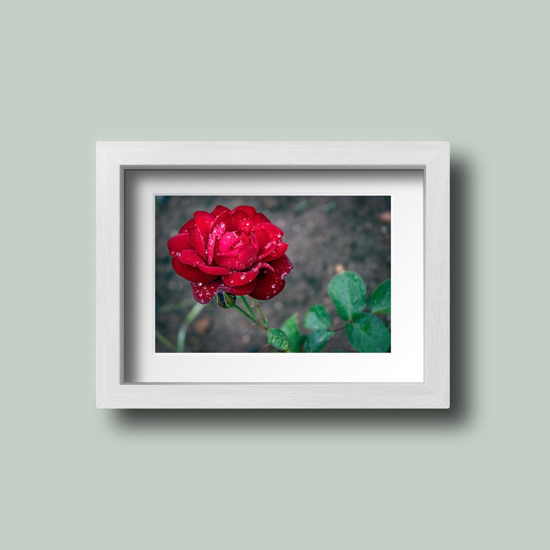 Red Rose Print, Rose Photo Print, Rose Wall Art, Floral Wall Decor ...
