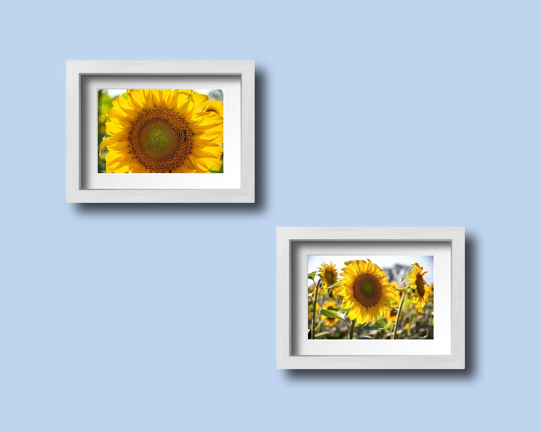 Sunflower Art Set, Plus 1 Free Print, Sunflower Photos, Sunflower Decor ...