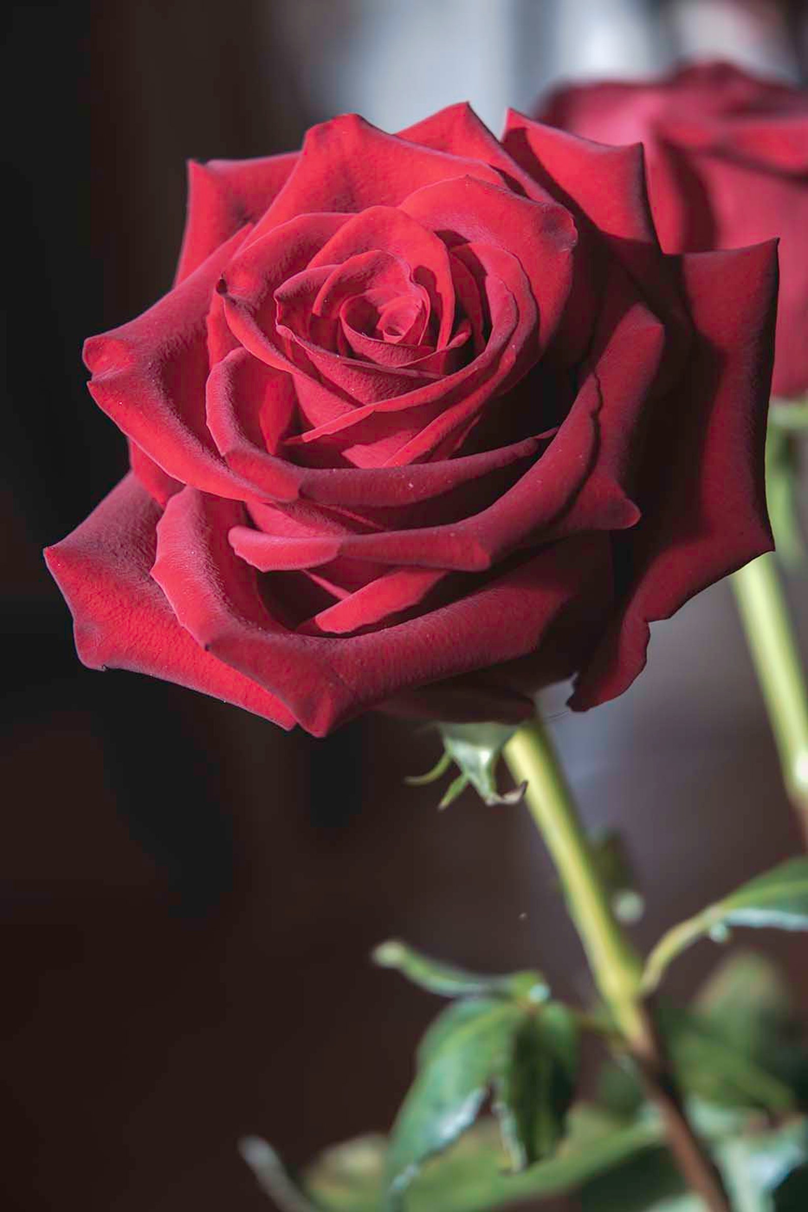 Red Rose Print Rose Wall Art Flower Decor Velvet Red Rose | Etsy