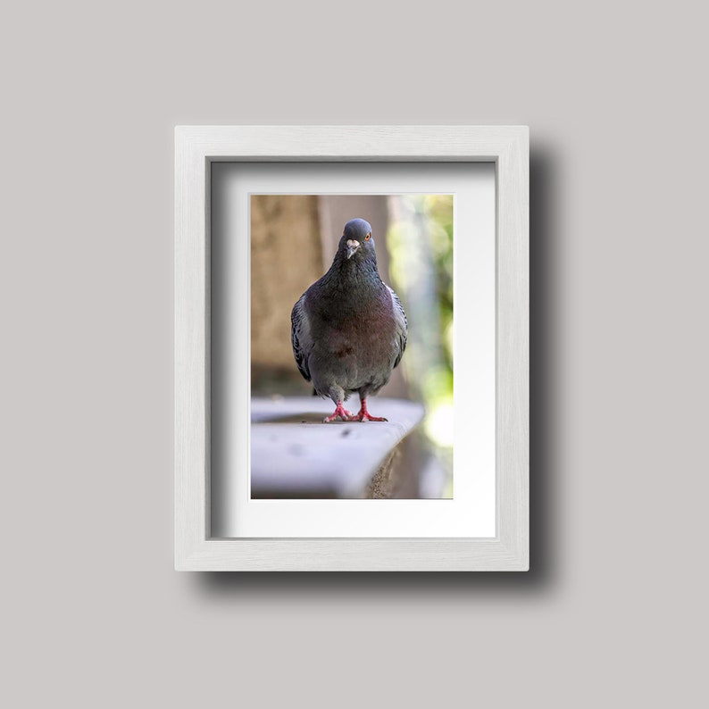 Pigeon Print Set of 3, Pigeon Wall Art, Funny Pigeon Photos, Kids Room ...