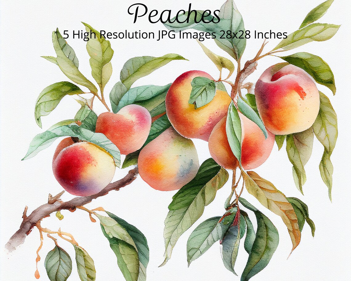 Peach Clipart Set Peach Tree Watercolour Peach Peach Fruit - Etsy