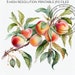 Peach Clipart Set, Peach Tree, Watercolour Peach, Peach Fruit Bowl ...