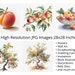 Peach Clipart Set, Peach Tree, Watercolour Peach, Peach Fruit Bowl ...