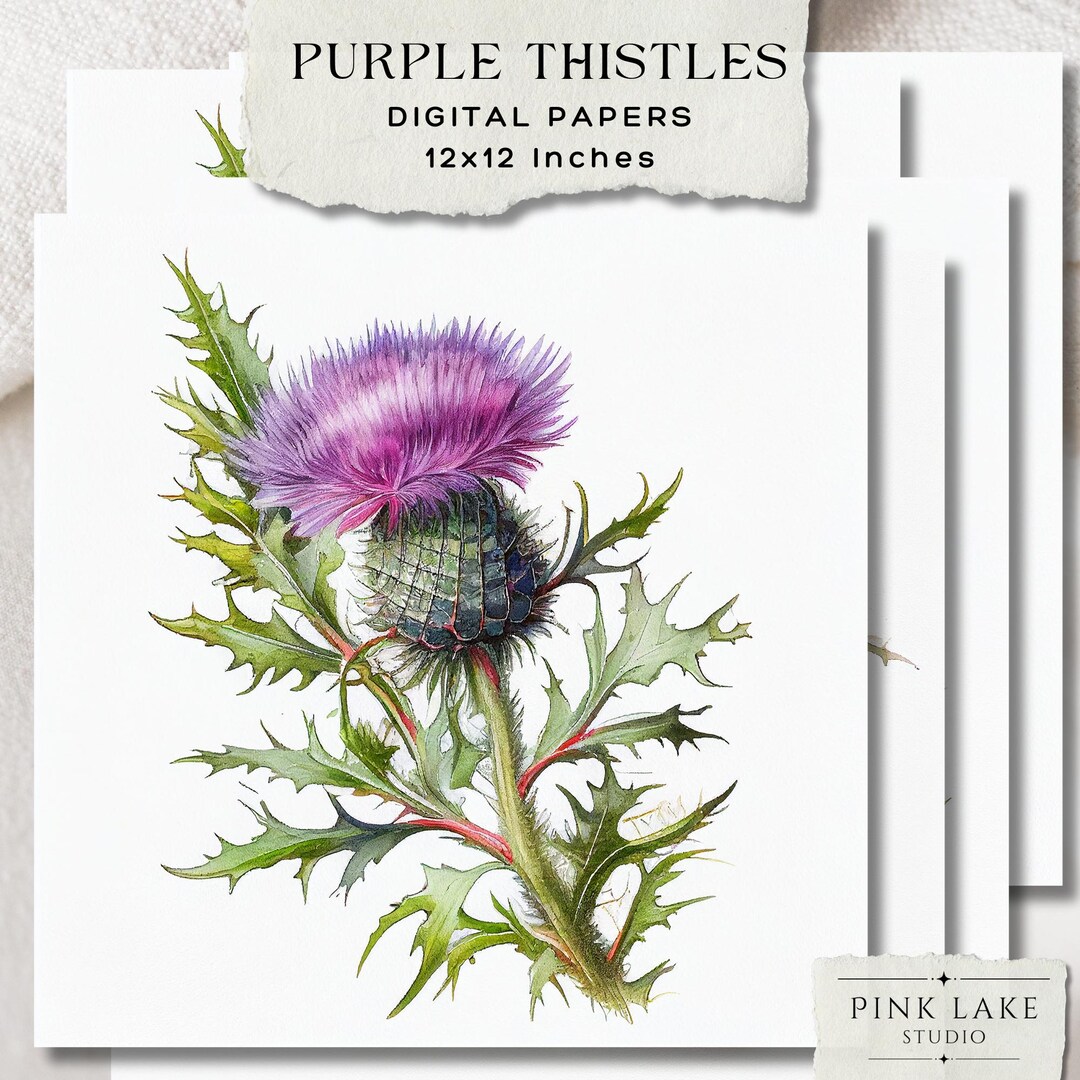 Purple Thistle Digital Paper – 12x12 Scottish Thistle, Wildflower ...
