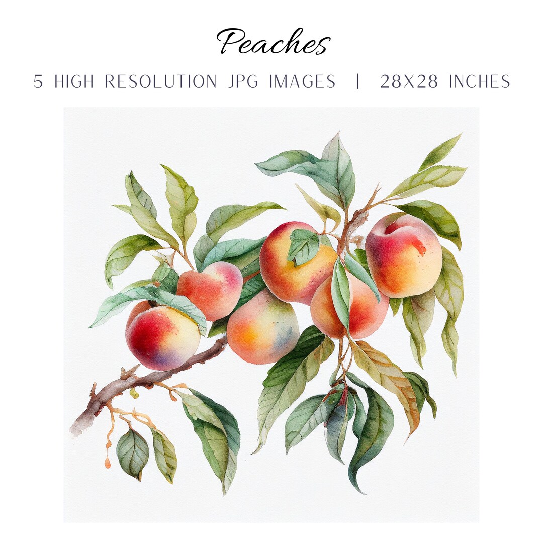 Peach Clipart Set, Peach Tree, Watercolour Peach, Peach Fruit Bowl ...