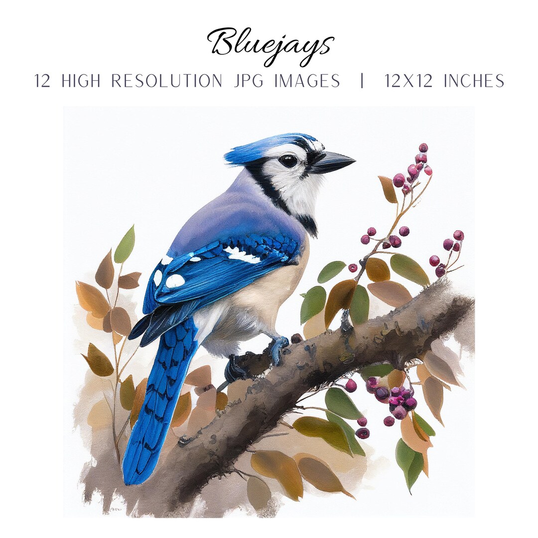 Bluejay Art Prints, Bluejay Backgrounds 12x12 Inches, Bird Printable ...
