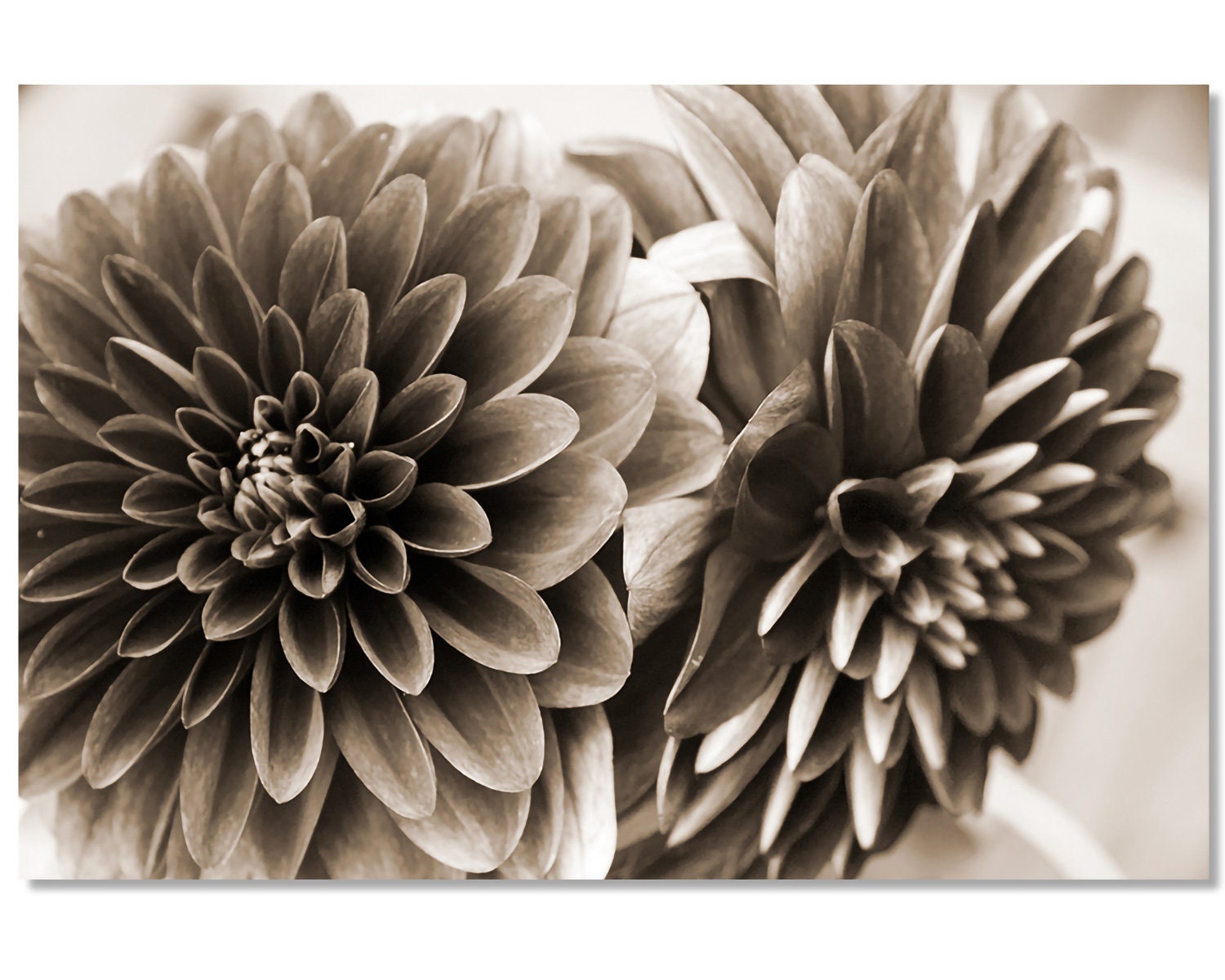 Sepia Flower Photography Print, Flower Wall Decor, Printable Art ...