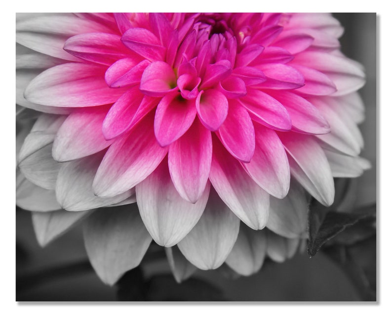Black and White Color Splash Flower Print, Pink Flower Photography ...