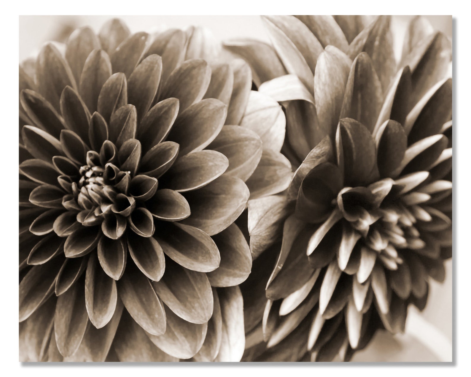 Sepia Flower Photography Print, Flower Wall Decor, Printable Art ...