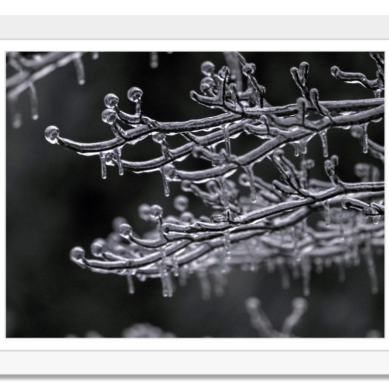 Ice Branch White - Etsy