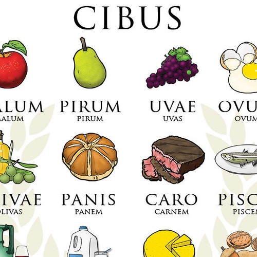 Animalia Digital Latin Poster - Etsy