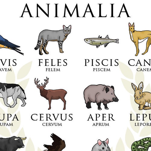 Animalia Digital Latin Poster - Etsy