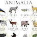 Animalia Digital Latin Poster | Etsy