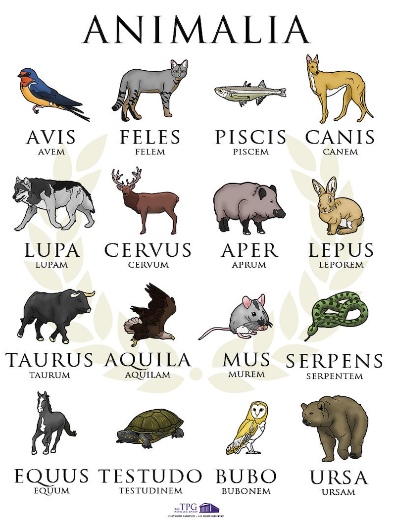 Animalia Digital Latin Poster - Etsy
