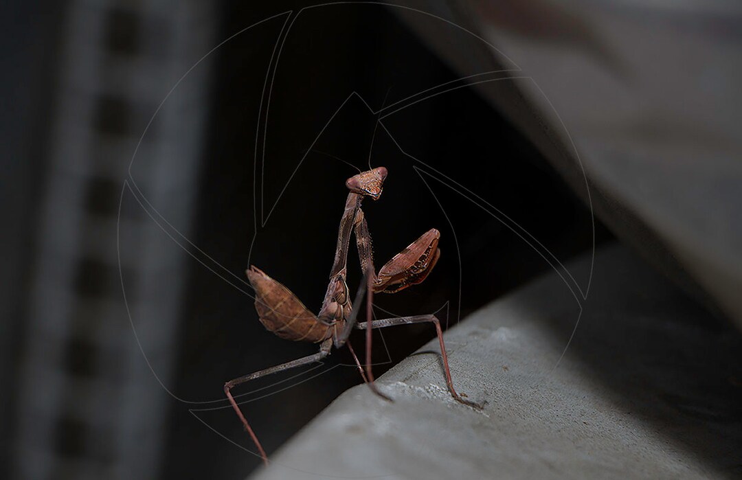 Brown Praying Mantis - Etsy